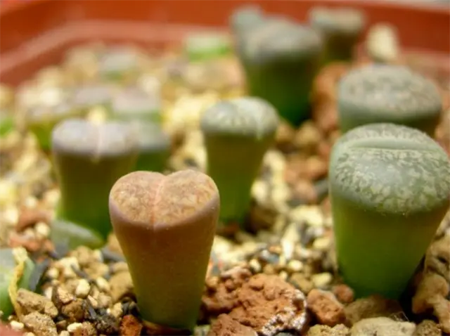 How to deal with Lithops grow tall? Method: decapitate, control water ...