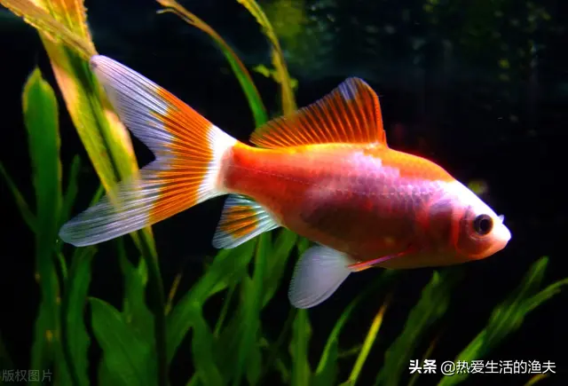 What is the cause of goldfish body surface bleeding? - housepet| DayDayNews