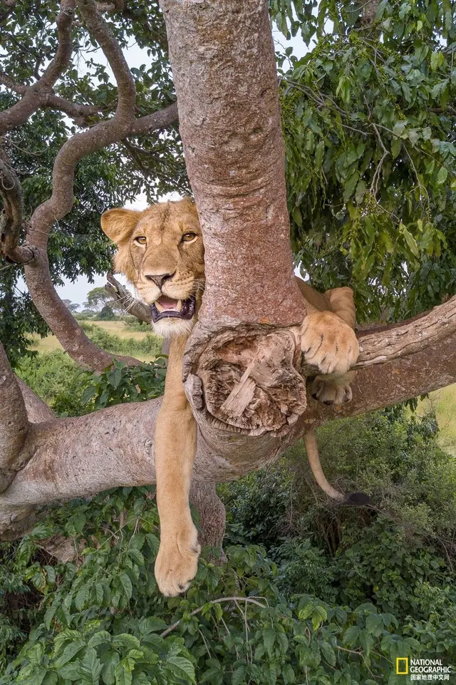 The three-legged little lion becomes a symbol of hope - housepet ...