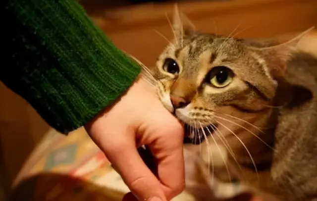 In the process of getting along with cats, sometimes cats will always ...