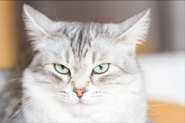 do you know? Explains the cat’s high IQ performance - housepet| DayDayNews