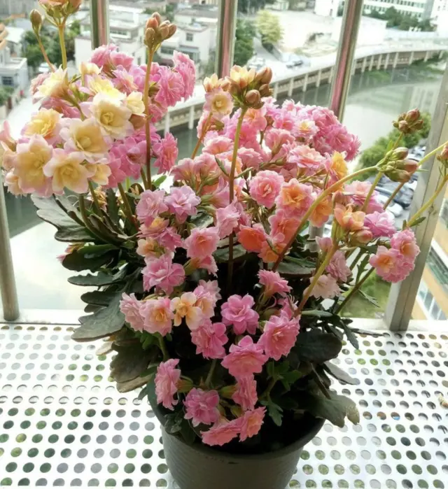 To grow longevity flowers in summer, do 4 "points" in order to spend ...