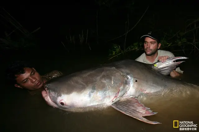hurry hurry! How to save the largest freshwater fish - housepet| DayDayNews