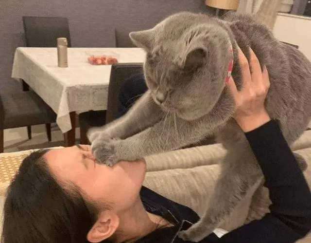 Why would the British short cat refuse your hug? How many of these ...