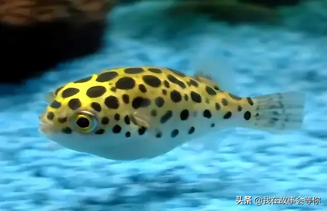 Where is the most poisonous part of a puffer fish? - entertainment ...