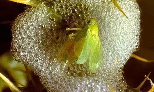 The Guinness Book of Records for the Top 10 Insects in the World ...