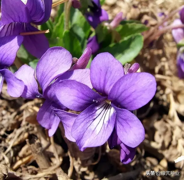 Violet, a perennial herbaceous plant of Violaceae, has no above-ground ...