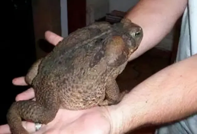 The world's largest toad is not only huge but also super poisonous ...
