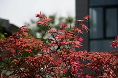 The story of Qinzi (17 months) - article| DayDayNews