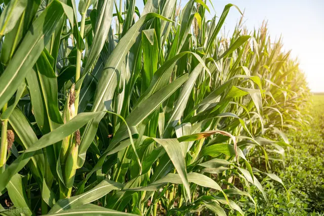 Forty years ago, Ah Zi was raped and pregnant by a "god", but the "god ...