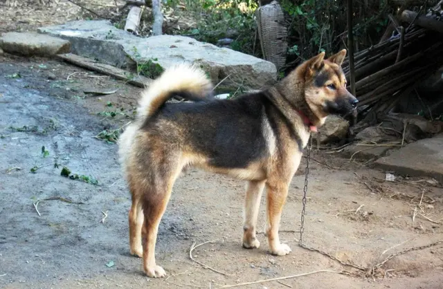 5 kinds of famous "Chinese pastoral dogs", which one is your favorite ...