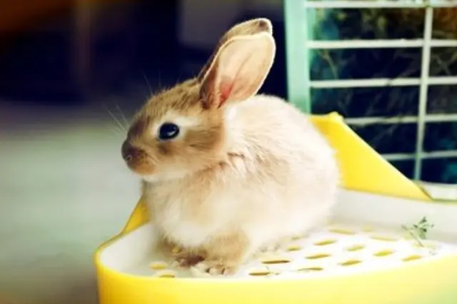 Cute Rabbit: Rabbits have loose stools after eating probiotics Bunny ...