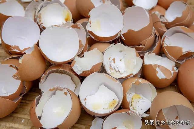 How to use egg shell water for vegetables, 2 ways to use, but also need ...