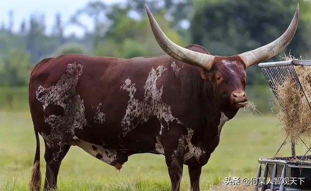 In addition to eating grass, cows are also interested in floating ...