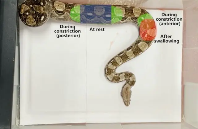 How do pythons avoid suffocation when squeezing their prey to death ...