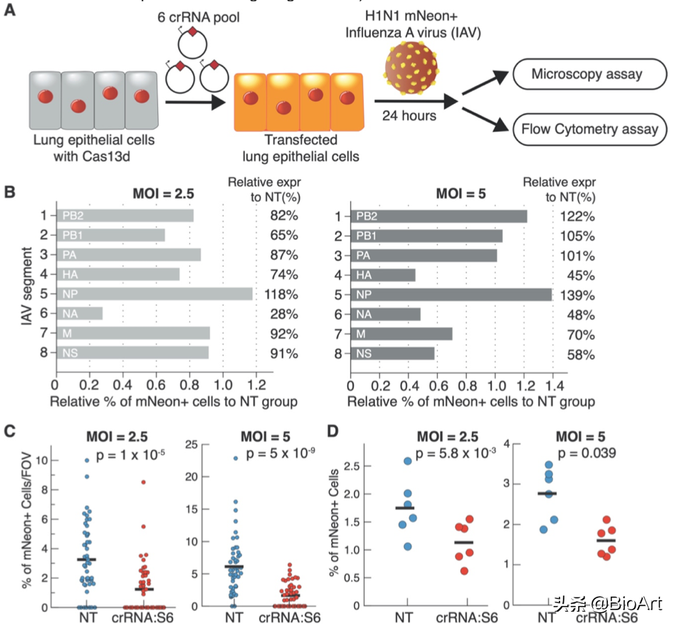 基于CRISPR-Cas13的策略PAC-MAN方法可清除SARS-CoV-2-今日头条
