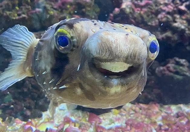 The puffer fish that I raised refused to eat and lost weight. I thought ...