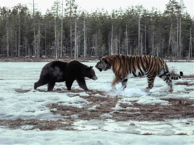 Siberian Tiger Hunting Bear