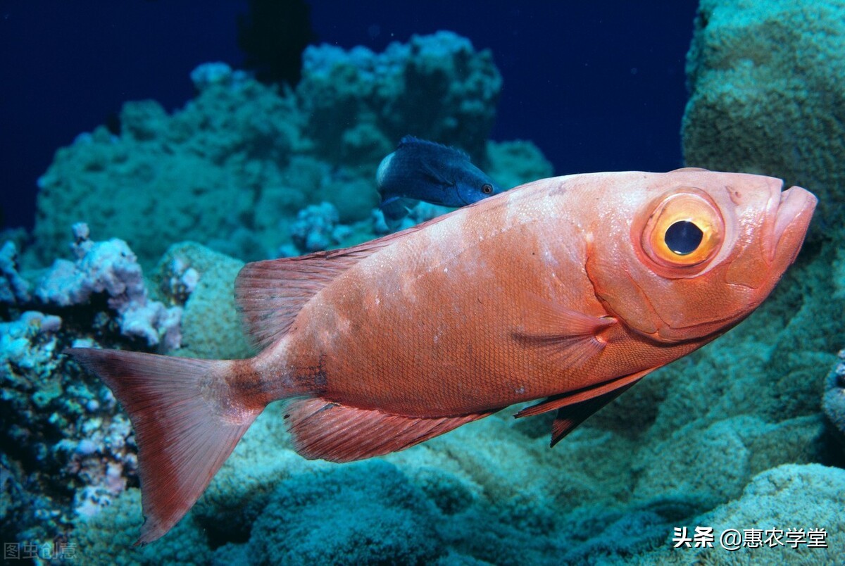 红眼鲷,大眼红鲷鱼(第2页)_大山谷图库
